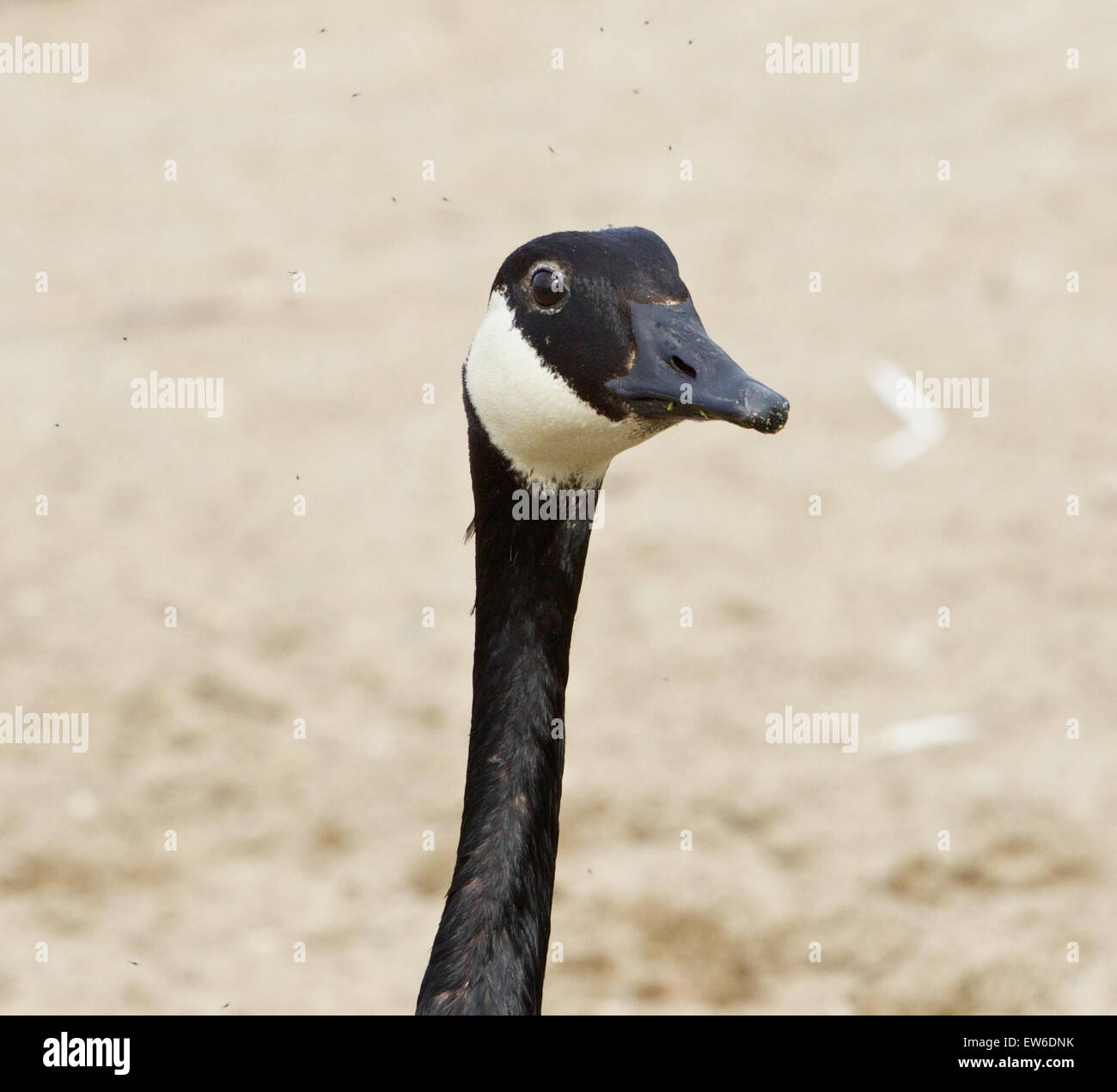 Funny head of a cackling goose Stock Photo - Alamy
