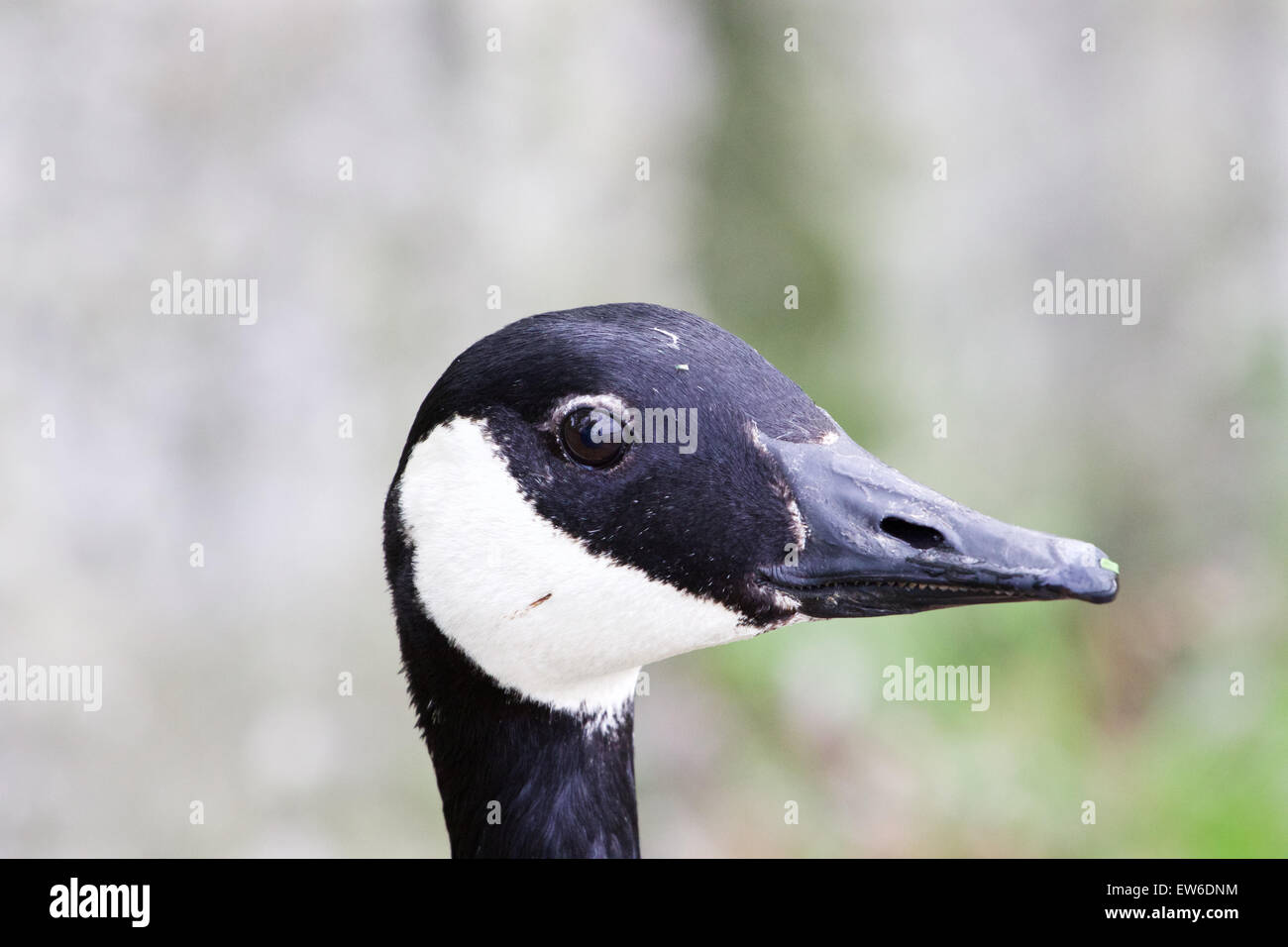 Funny looking white goose hi-res stock photography and images - Alamy