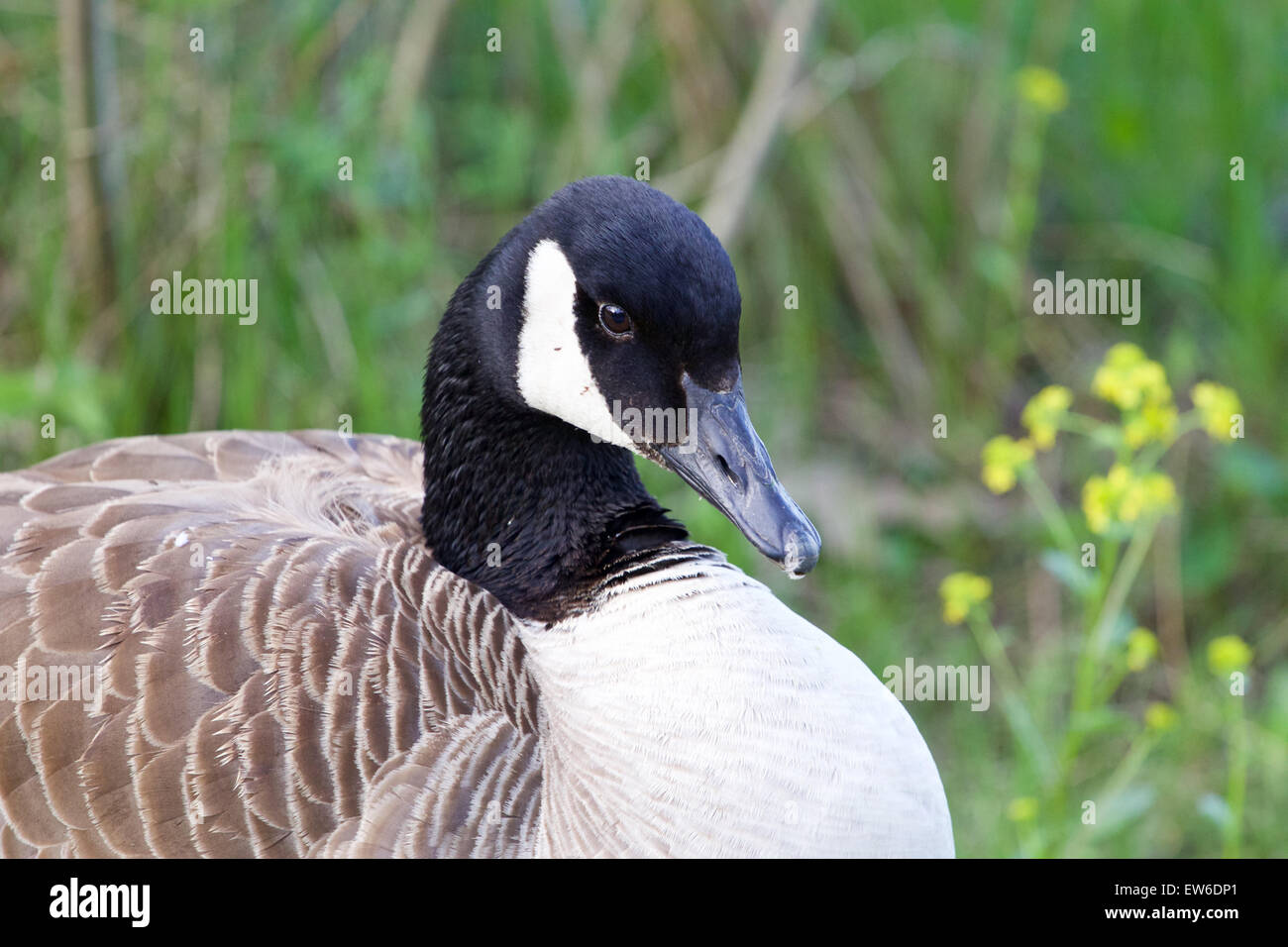 Shy goose hi-res stock photography and images - Alamy