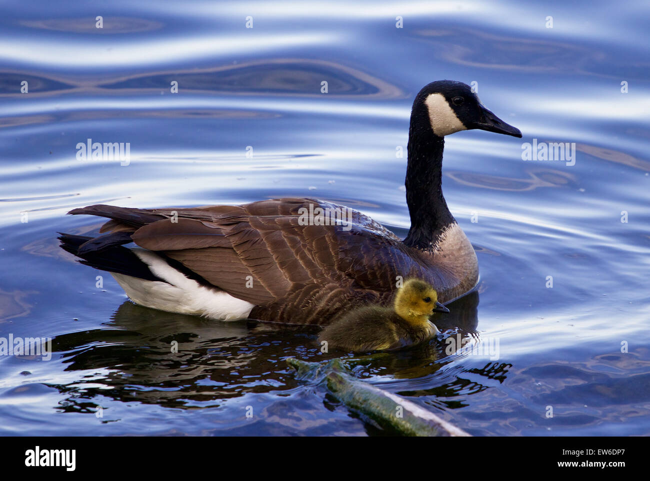 Canadian goose mother hi-res stock photography and images - Alamy