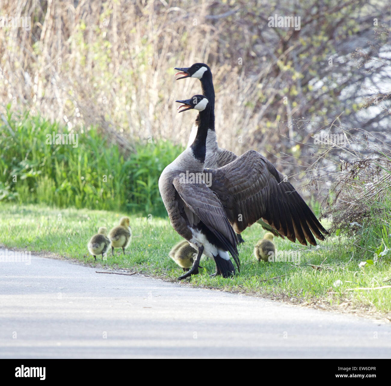 Defend pose hi-res stock photography and images - Alamy