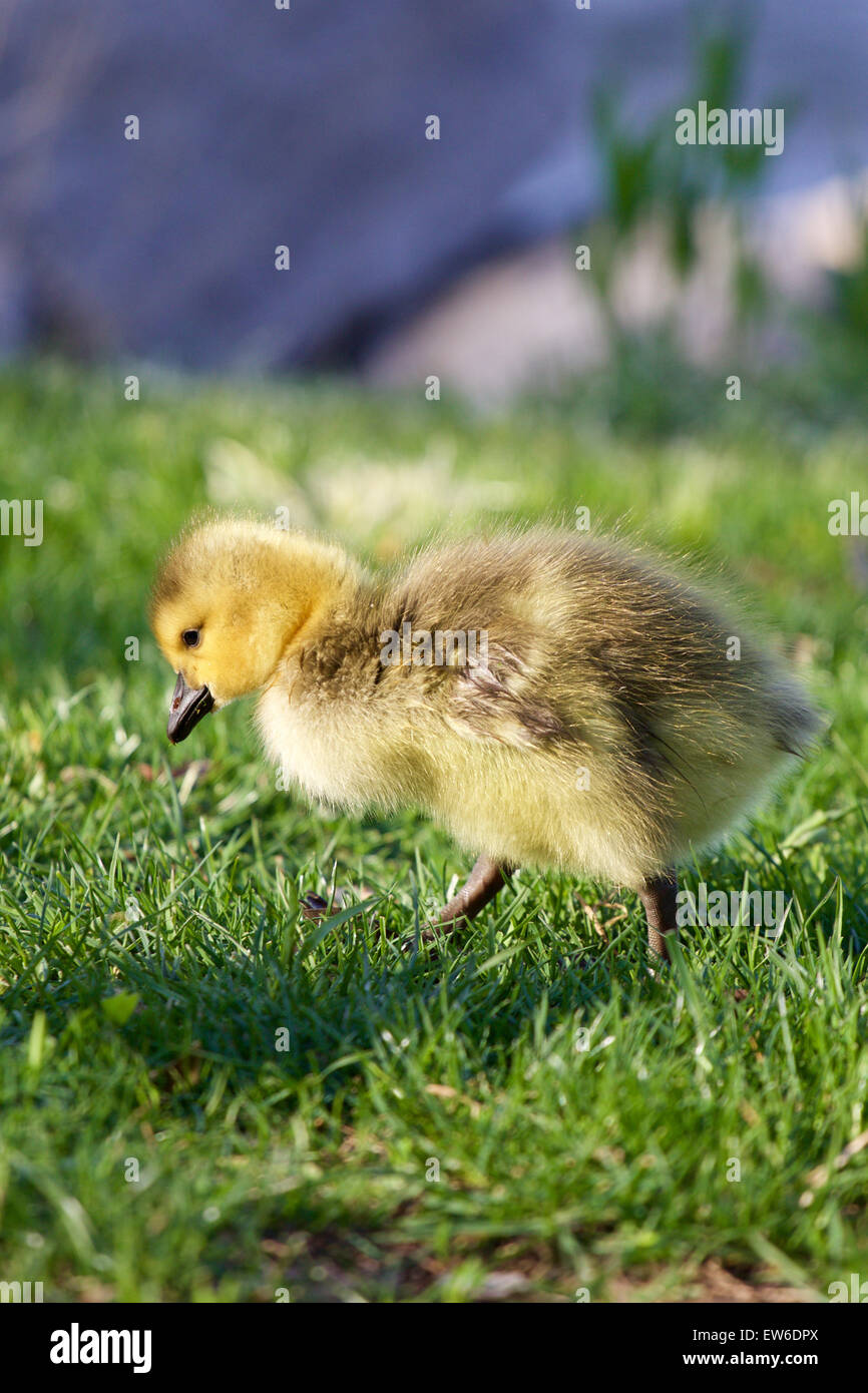 Cute chick hi-res stock photography and images - Alamy