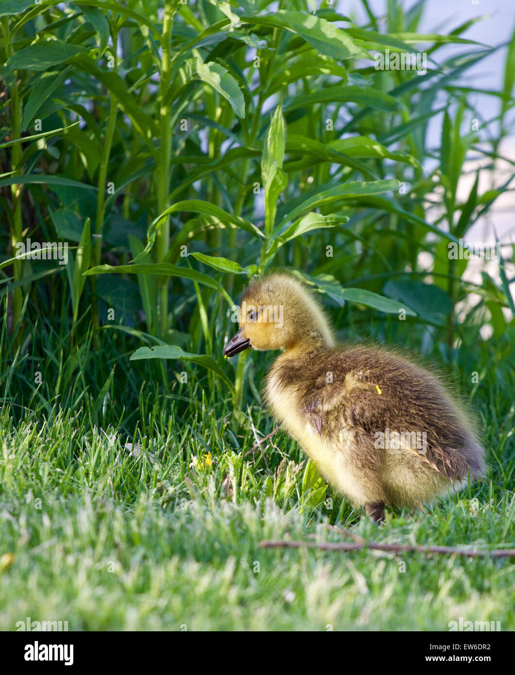 Tall goose hi-res stock photography and images - Alamy