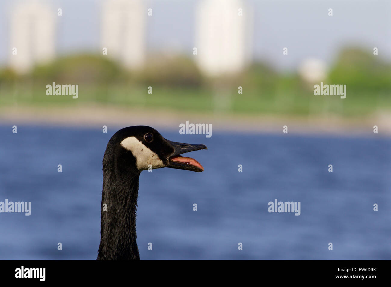 Scream of a cackling goose Stock Photo - Alamy