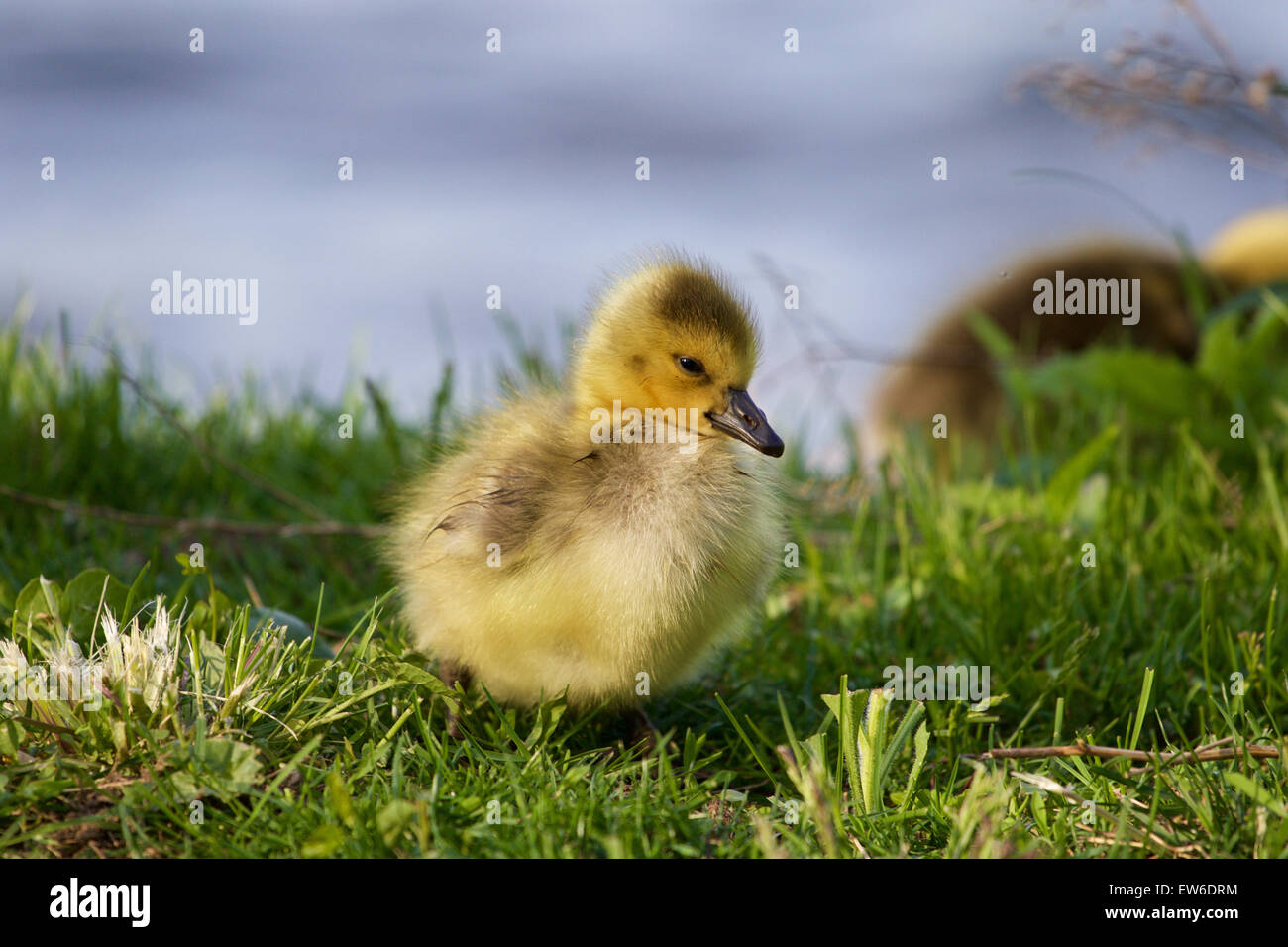 Sly background hi-res stock photography and images - Alamy