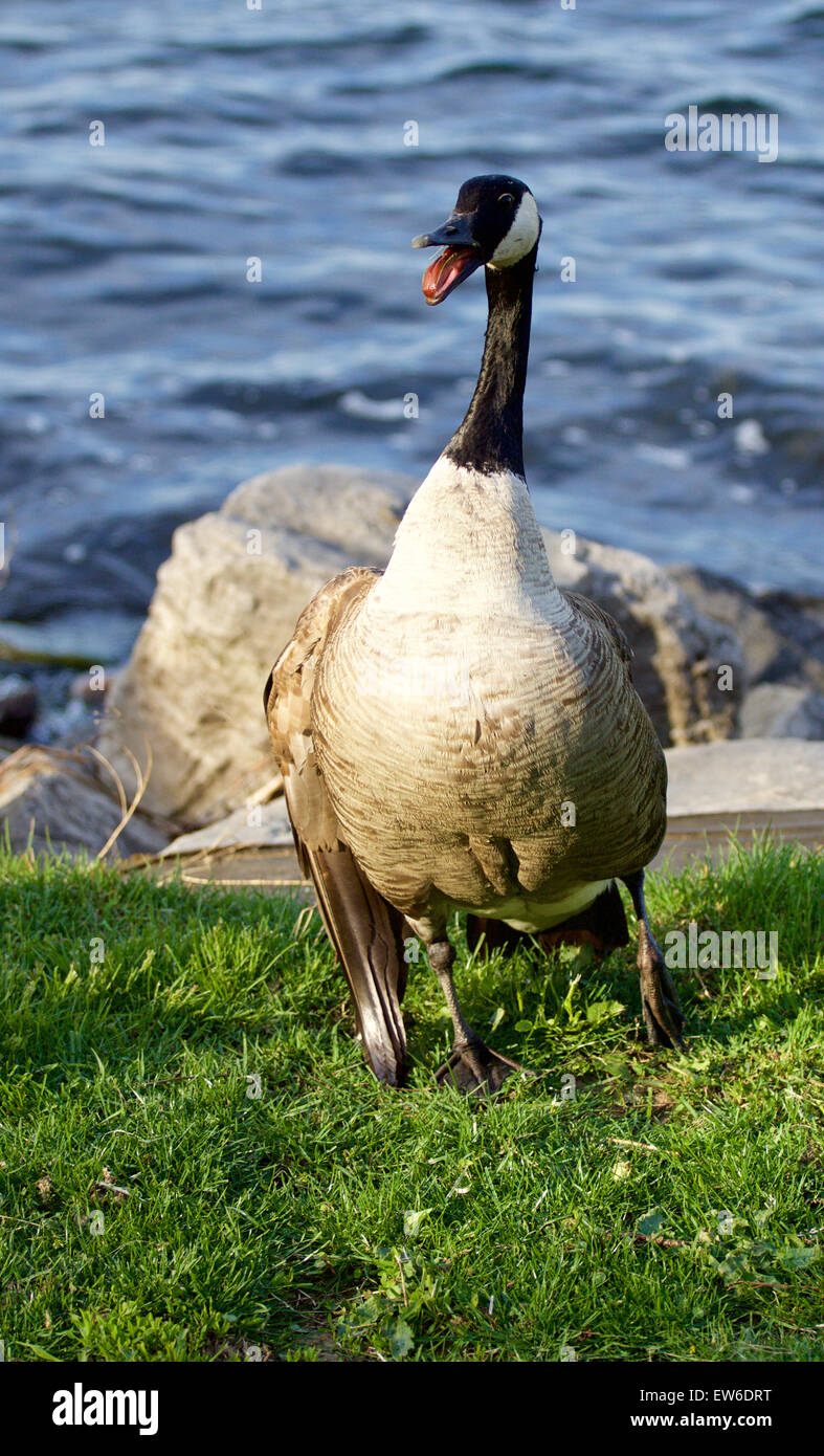 The defense of a cackling goose Stock Photo - Alamy