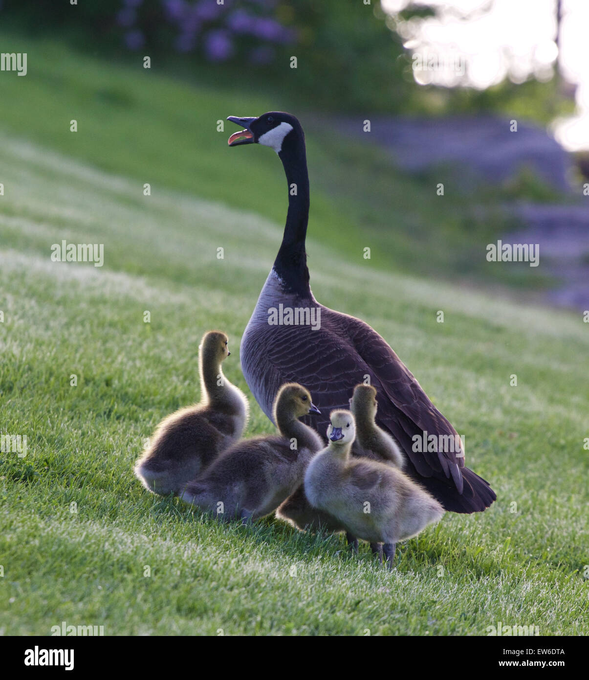 Mother goose children hi-res stock photography and images - Alamy