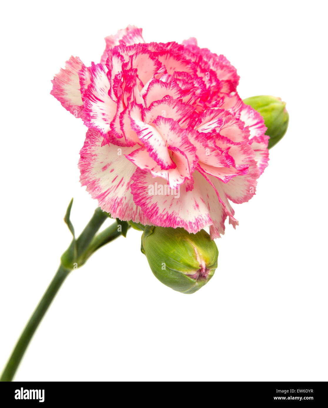 variegated carnation flowers isolated on white background Stock Photo ...