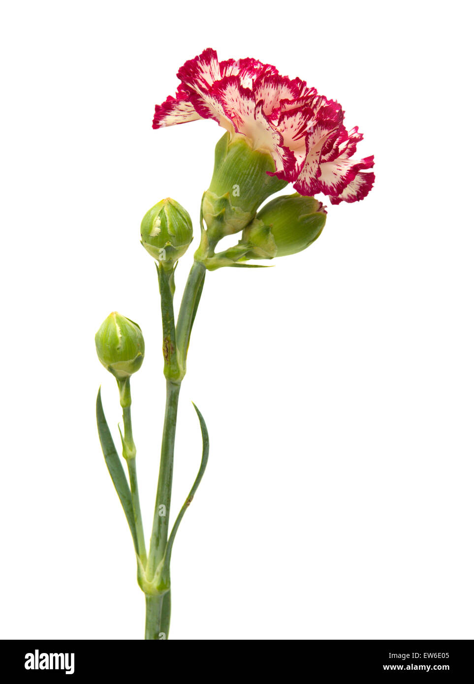 variegated carnation flowers isolated on white background Stock Photo ...