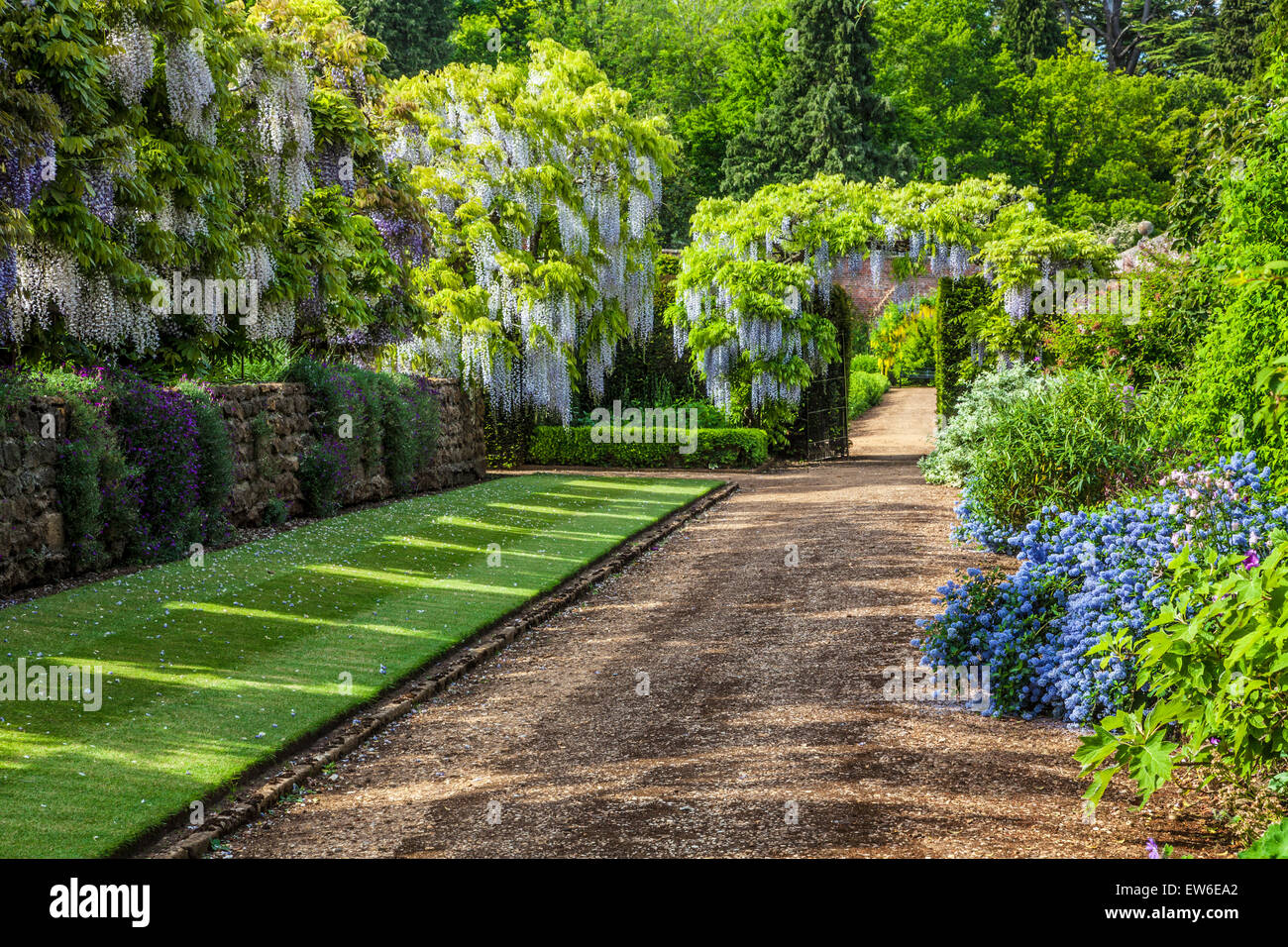 Blue flowering Chinese wisteria sinensis in the walled garden of Bowood ...