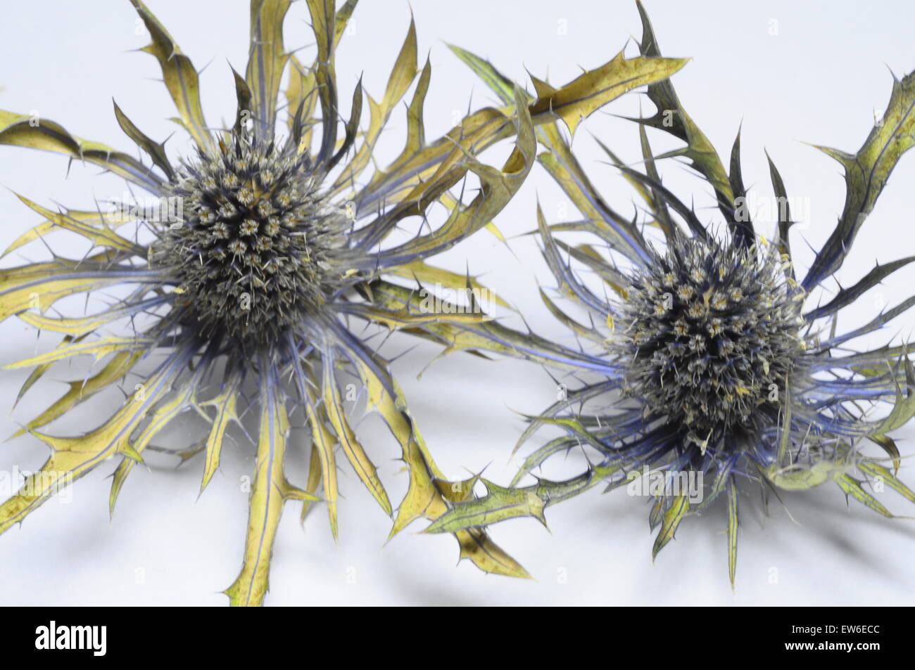 Wild Blue Thistles High Resolution Stock Photography and Images - Alamy