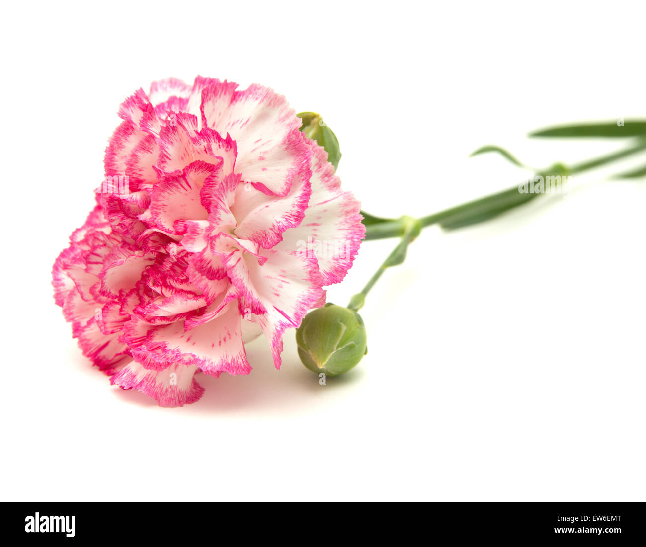 variegated carnation flowers isolated on white background Stock Photo ...