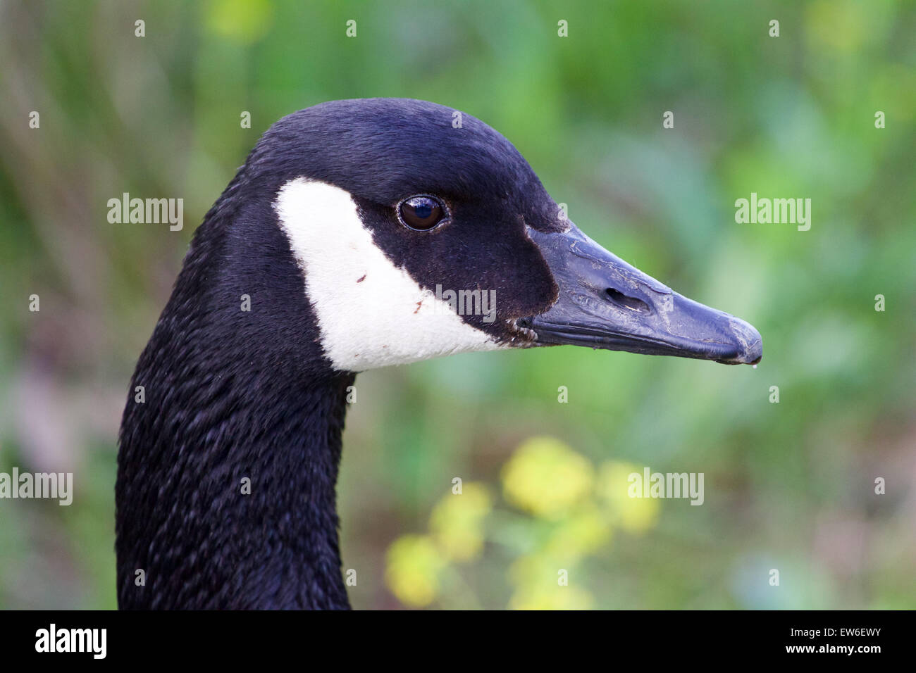 Cackling goose close-up Stock Photo - Alamy