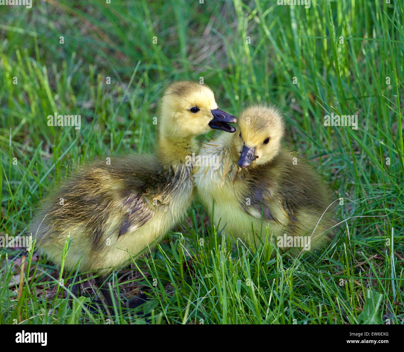 Let Me Tell You A Secret Stock Photo Alamy let-me-tell-you-a-secret-stock-photo-alamy
