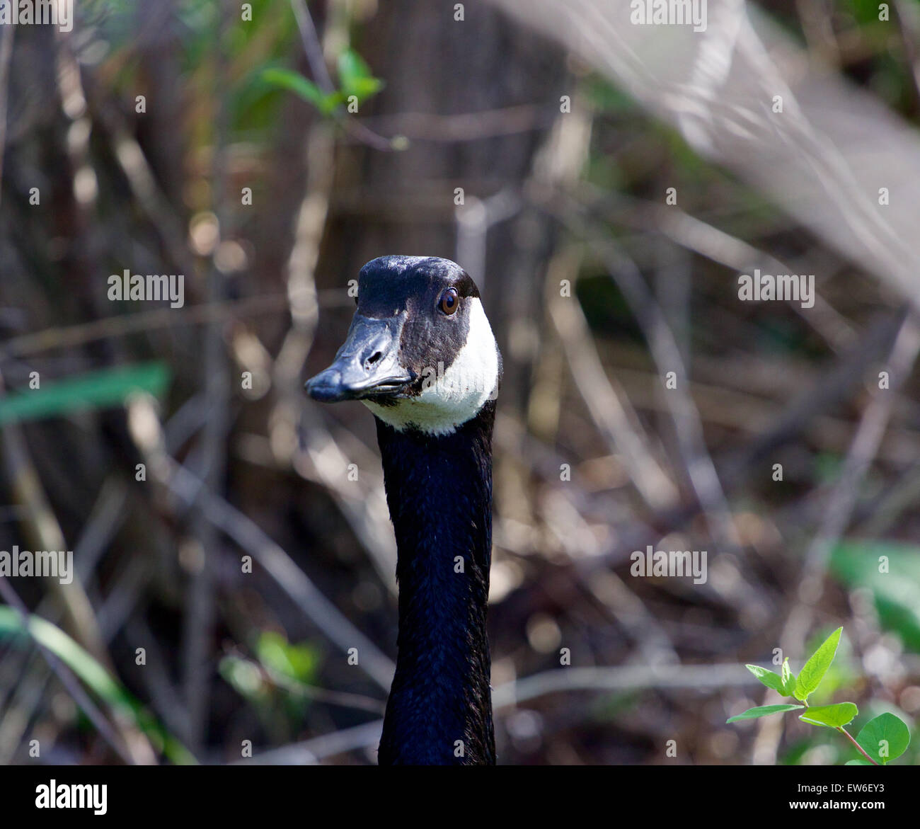 Funny looking white goose hi-res stock photography and images - Alamy