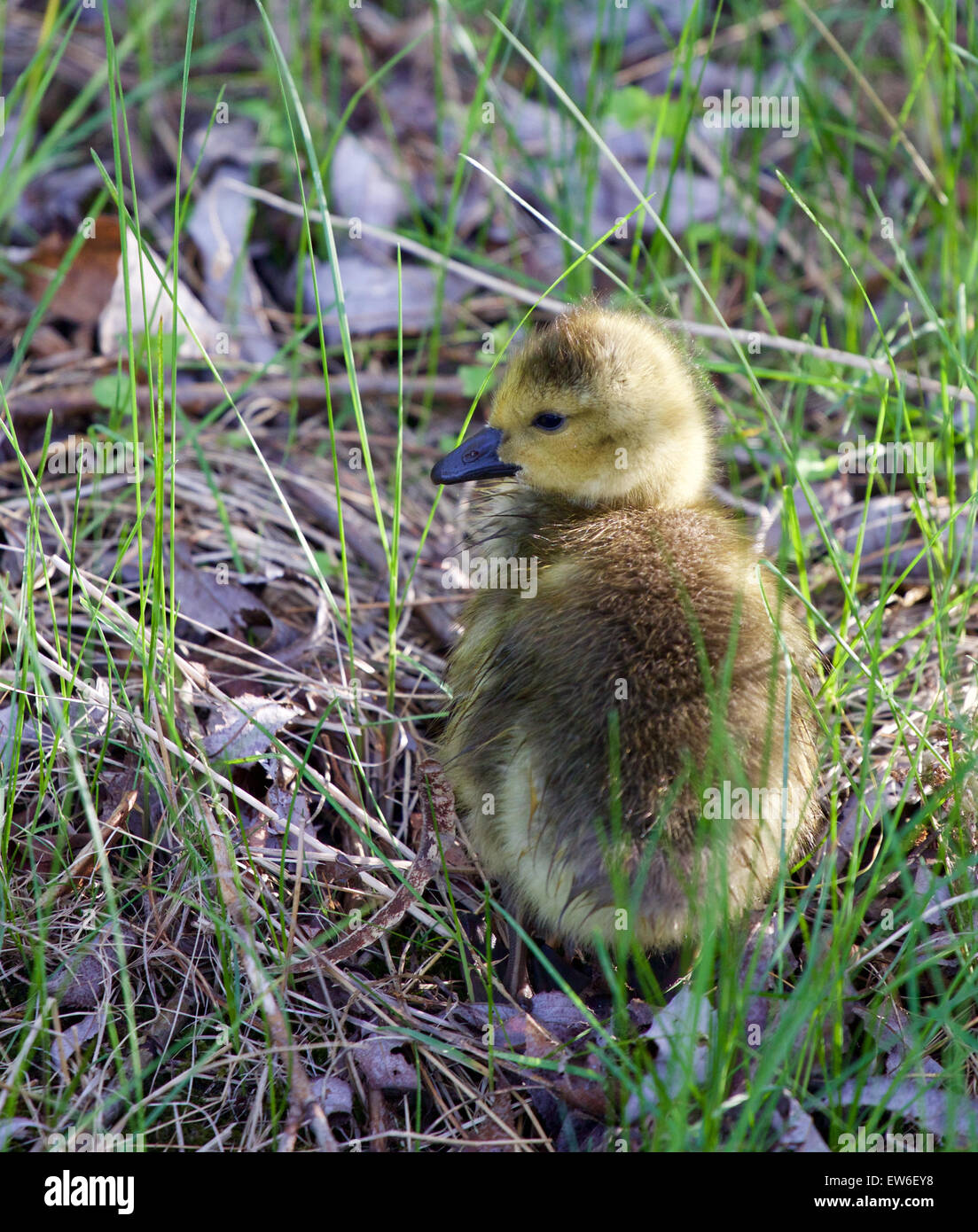 Cute Goose High Resolution Stock Photography and Images - Alamy