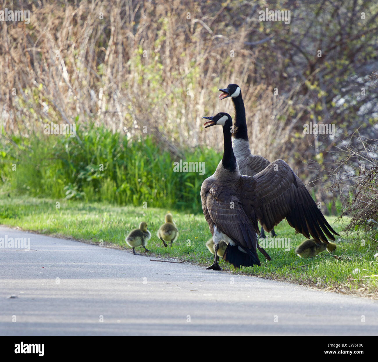 The defense from cackling geese of their children Stock Photo - Alamy