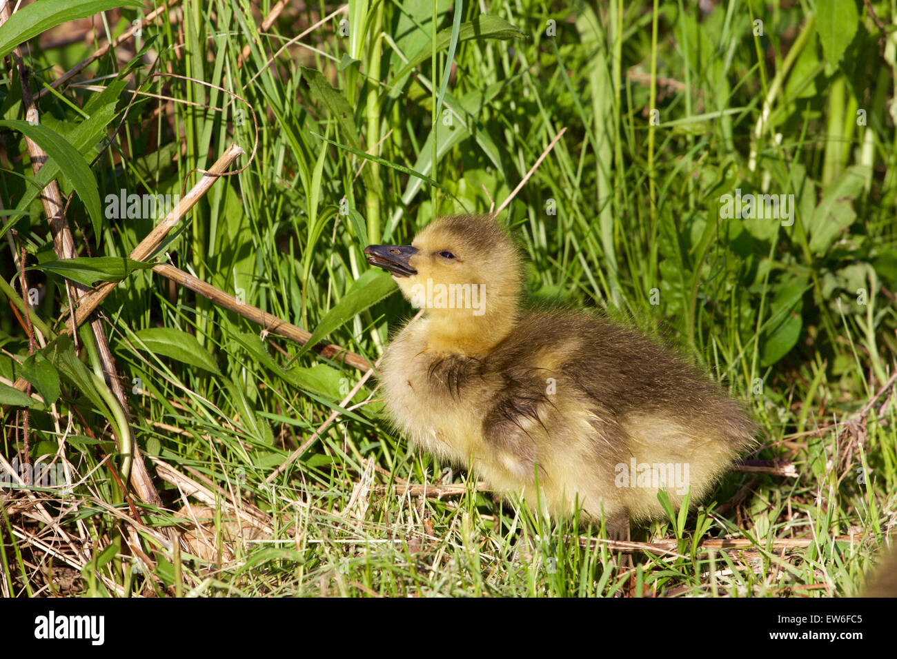 Happy Goose High Resolution Stock Photography and Images - Alamy