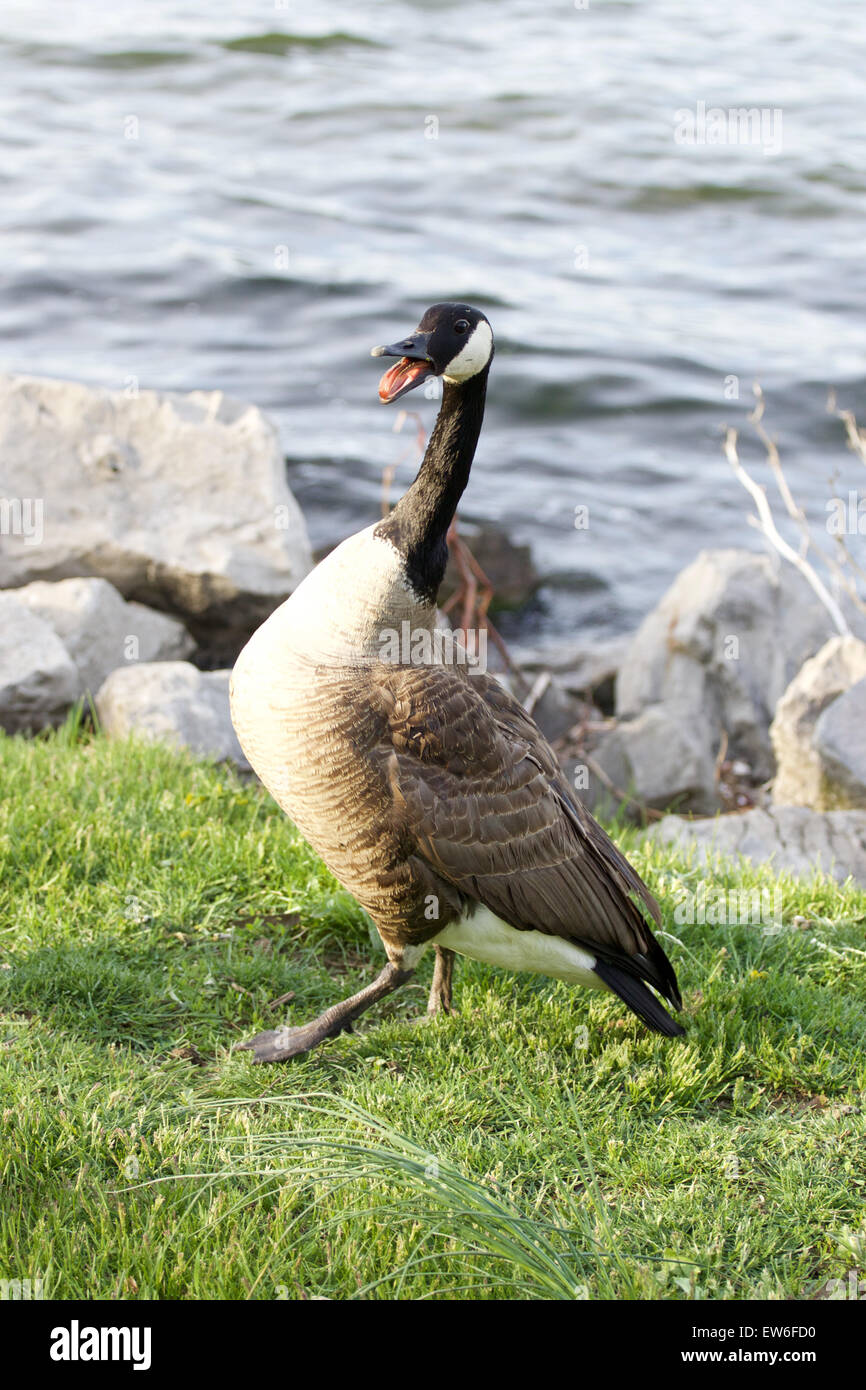 Strong fear of a cackling goose Stock Photo - Alamy