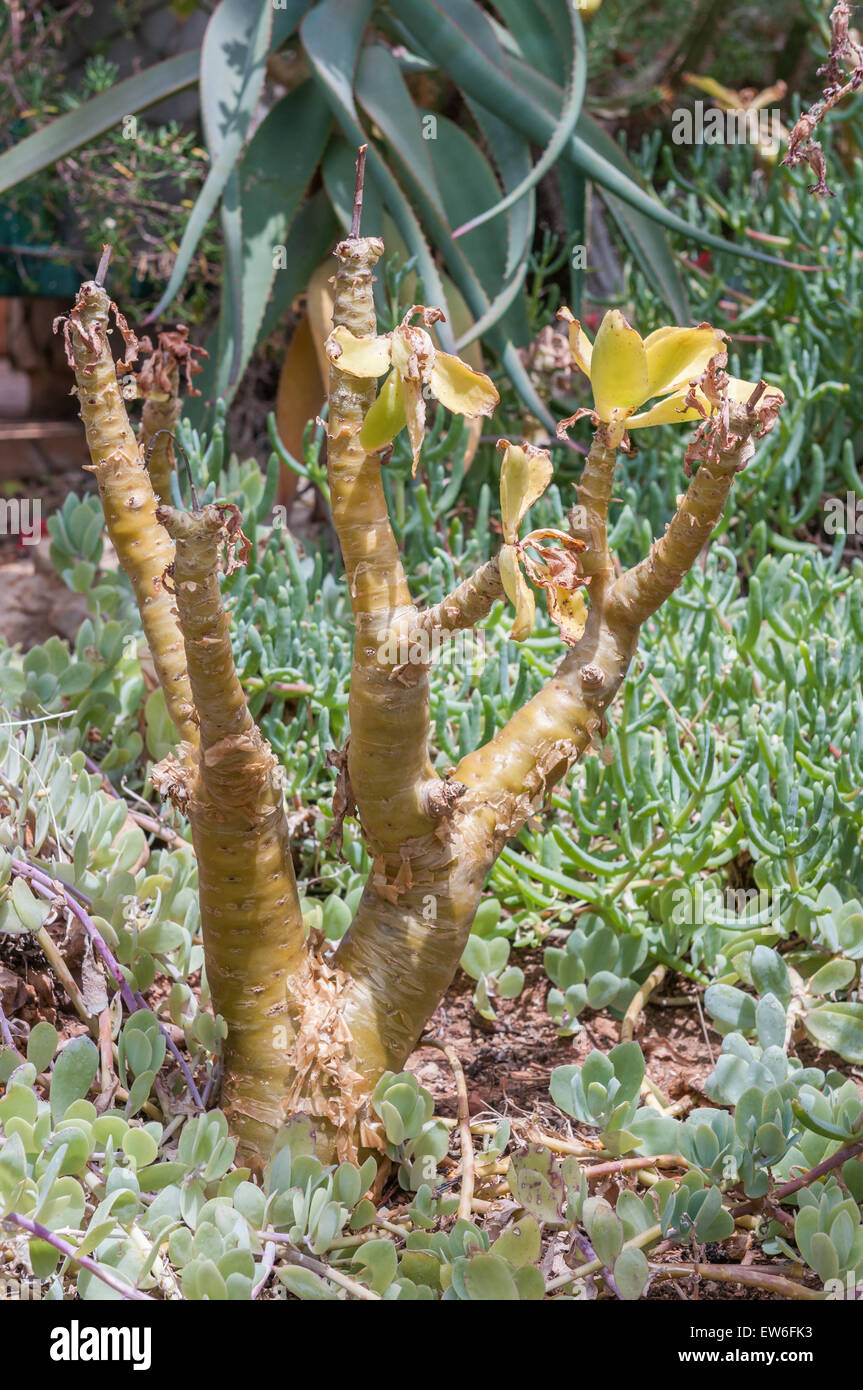 The botterboom or butter tree, Tylecodon paniculatus, is a deciduous ...