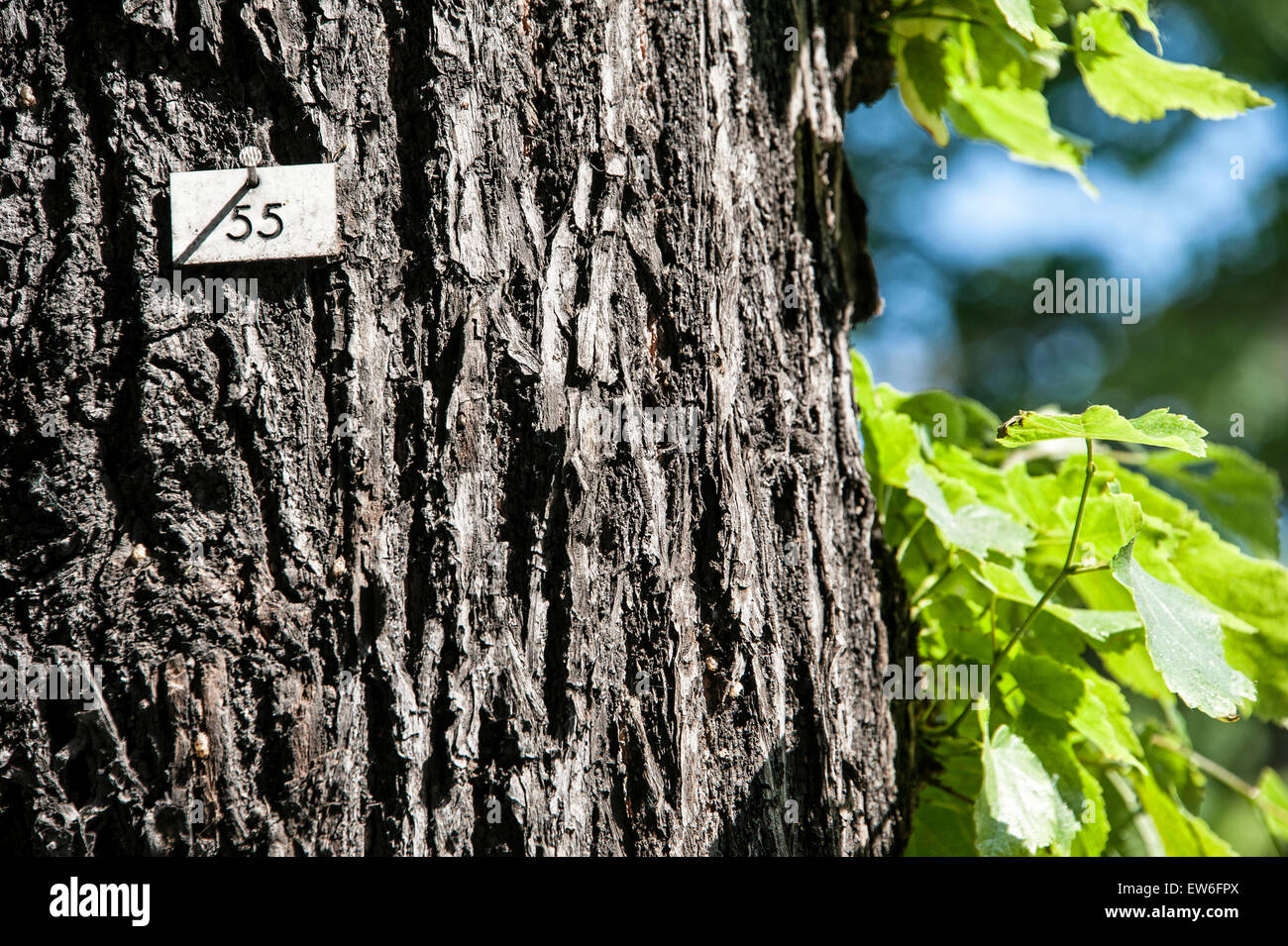 Number 55 hi-res stock photography and images - Alamy