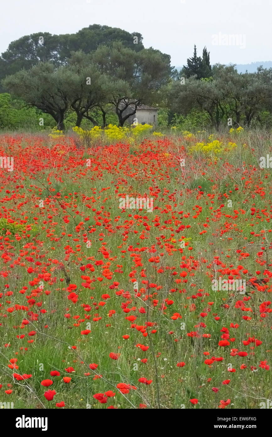 Poppies Provence France High Resolution Stock Photography and Images ...