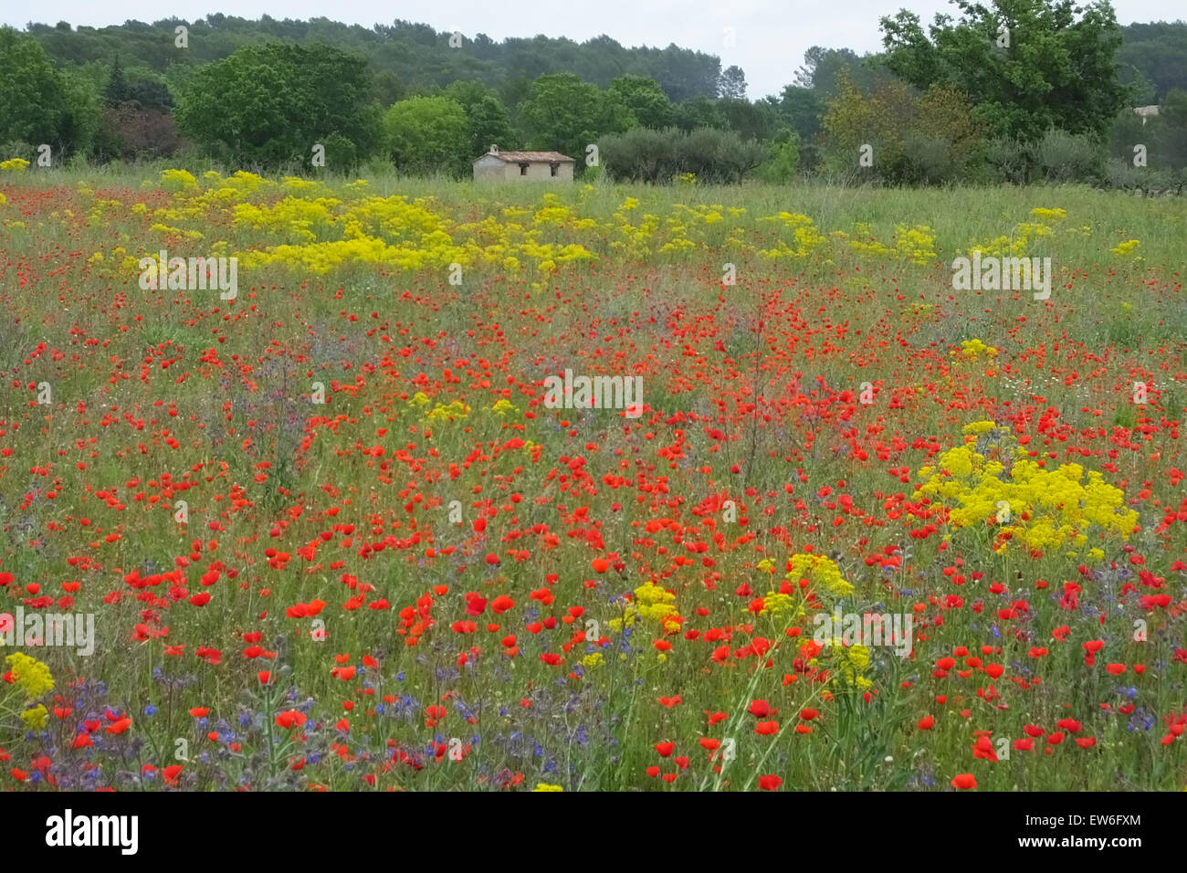 Poppies Provence France High Resolution Stock Photography and Images ...