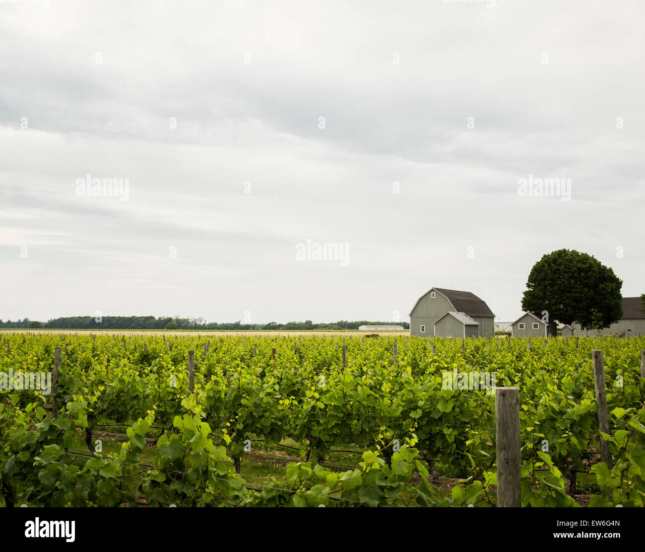 Grape field hi-res stock photography and images - Alamy