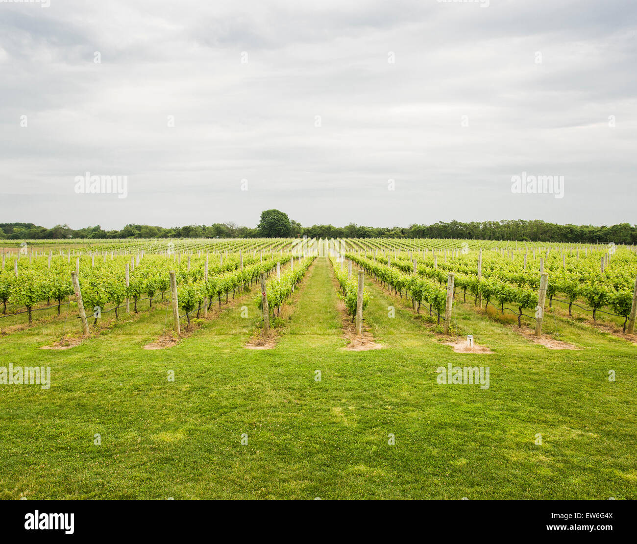 Grape field hi-res stock photography and images - Alamy
