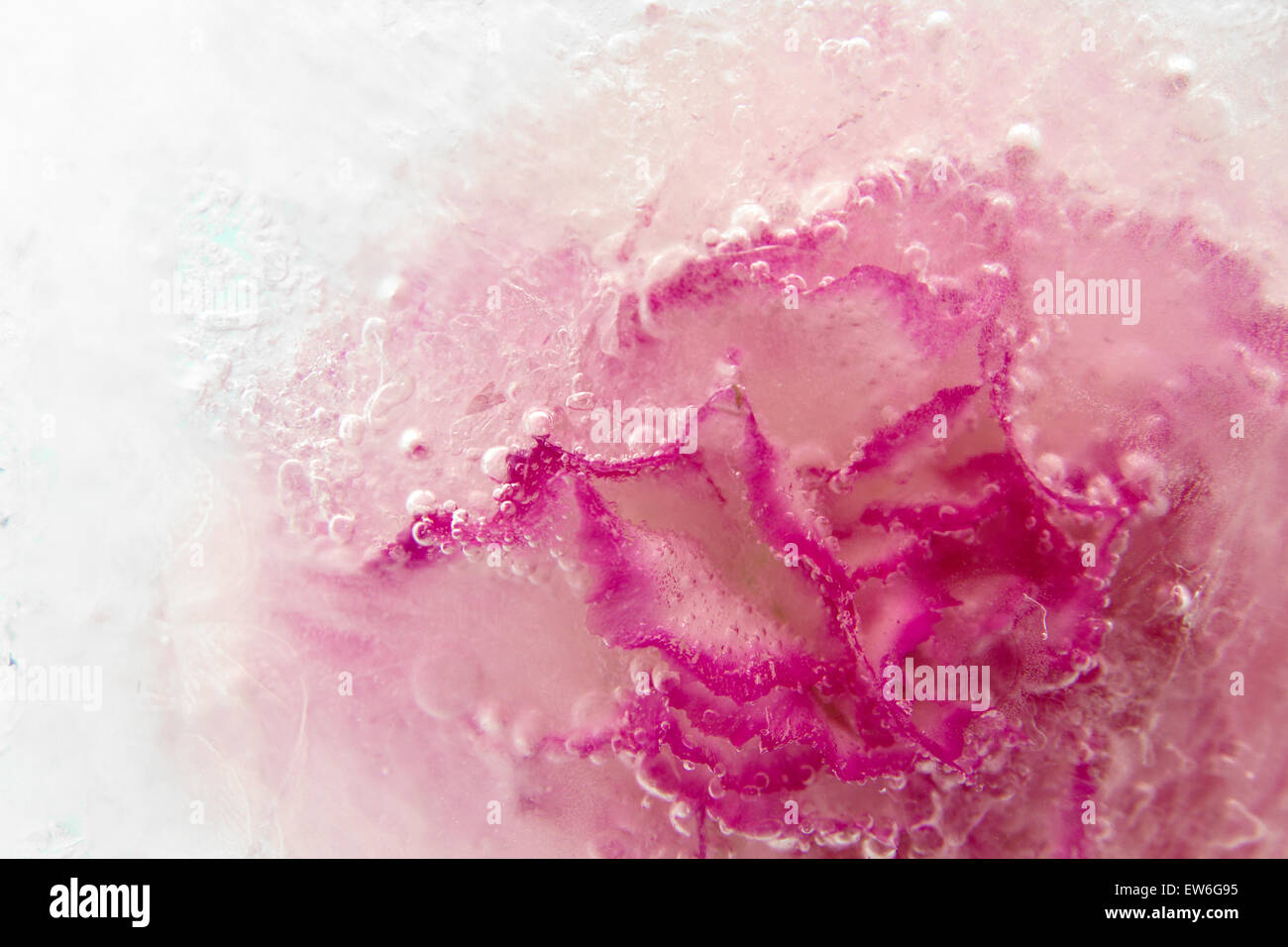 frozen flora, carnation flower frozen into a block of ice Stock Photo ...
