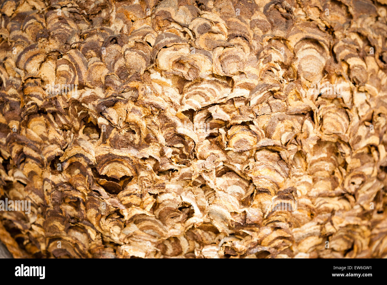 Close up of a bees nest showing the swirling pattern of the six sided ...