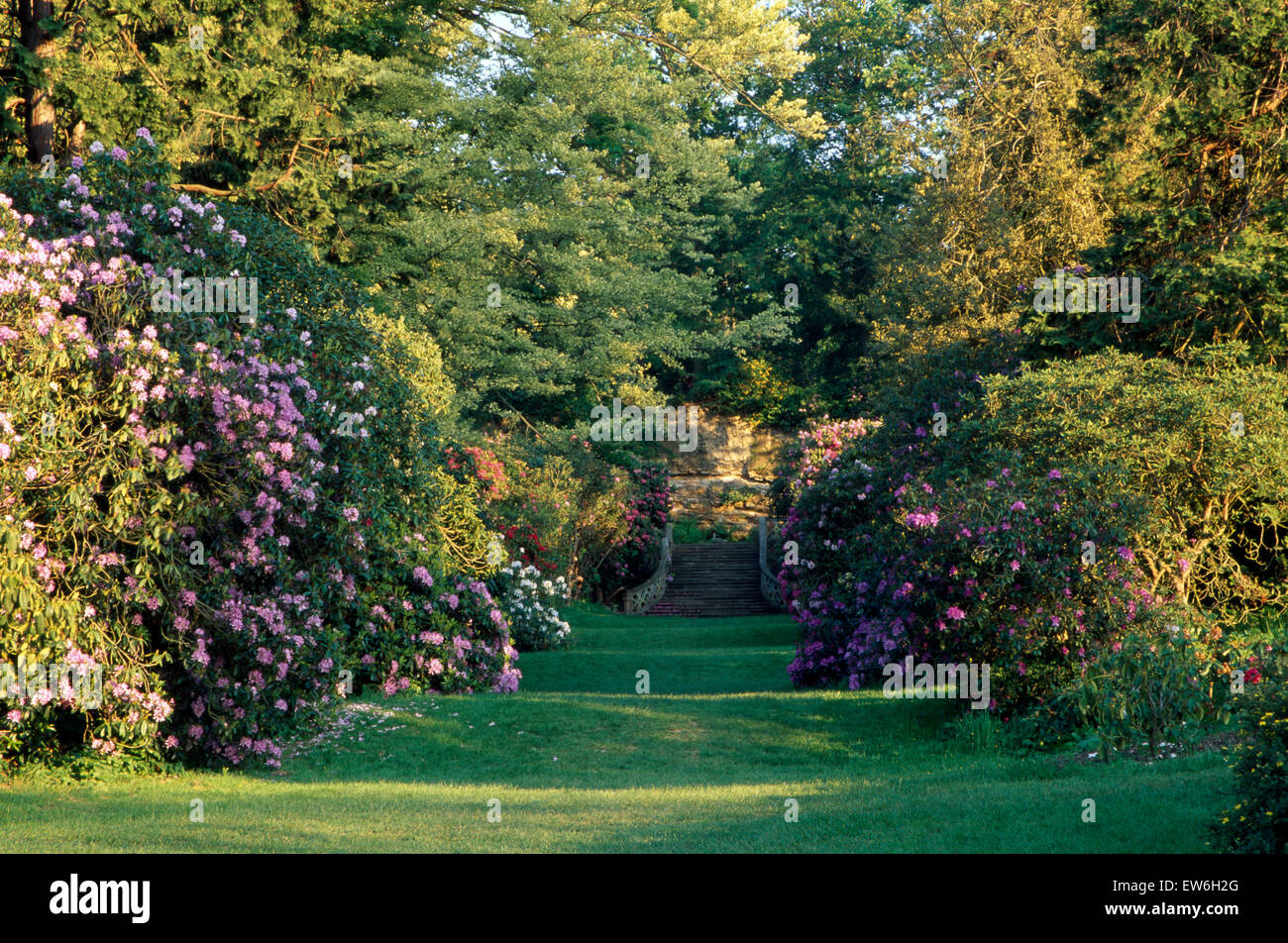 Pink rhododendrons in informal borders on either side of wide grass ...