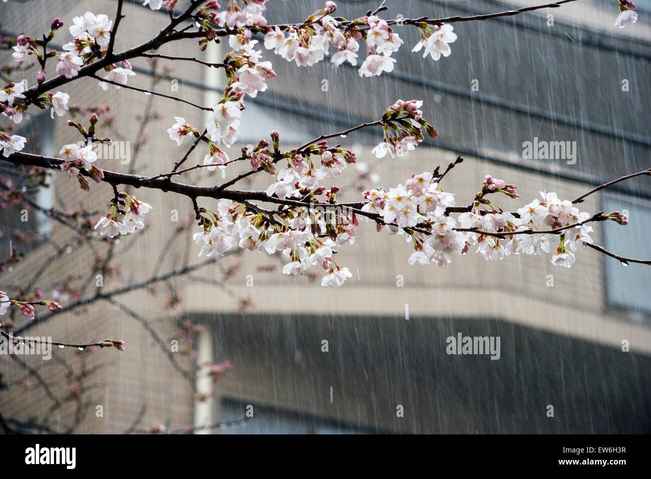 Springtime cherry blossoms in the pouring rain. Close up of branches of ...