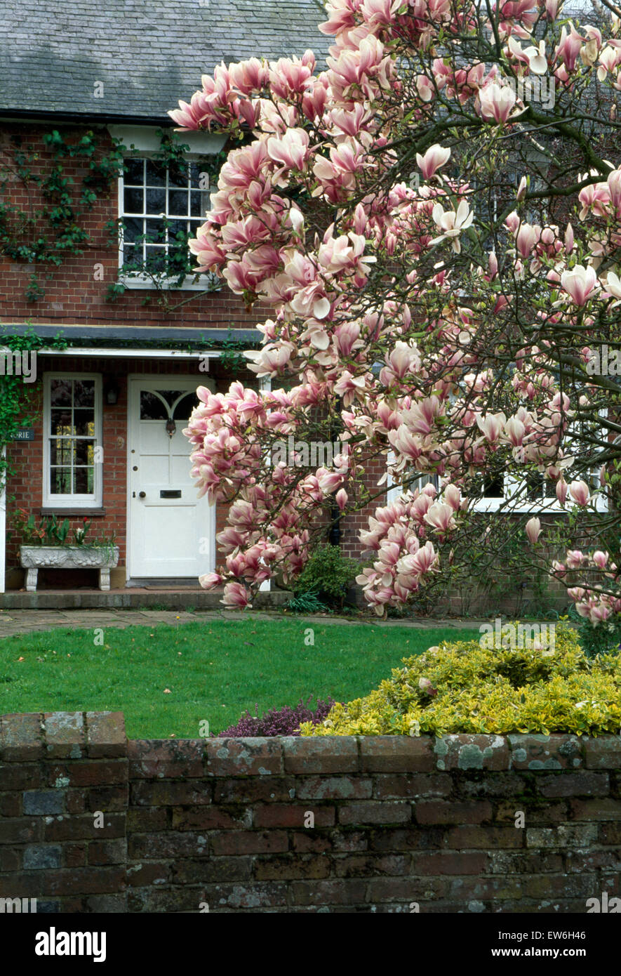 Pink magnolia in front garden of small house in the country Stock Photo ...