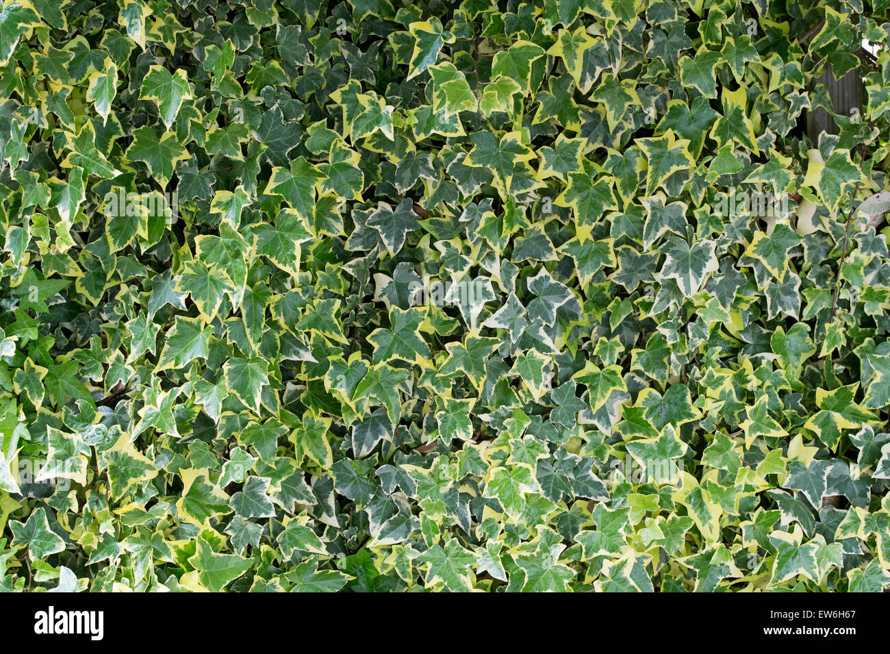 Hedera helix 'Caecilia'. Ivy Caecilia climbing over a garden fence ...