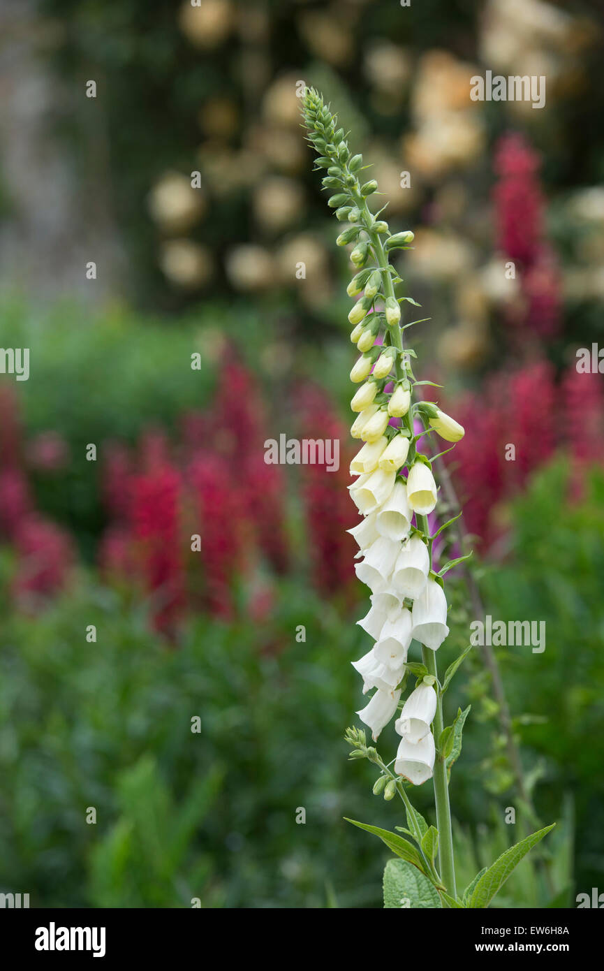 Digitalis purpurea f. albiflora. White flowered foxglove Stock Photo ...