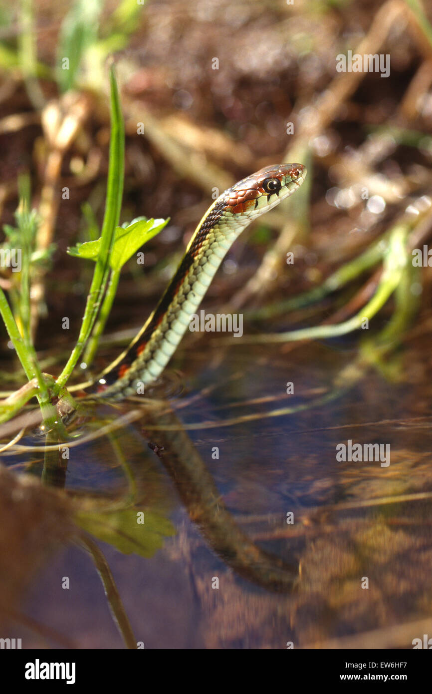California Red-sided Gartersnake (Thamnophis sirtalis infernalis) with ...