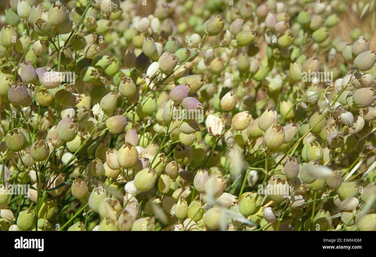 bladder campion silene vulgaris finished flowers background Stock Photo ...