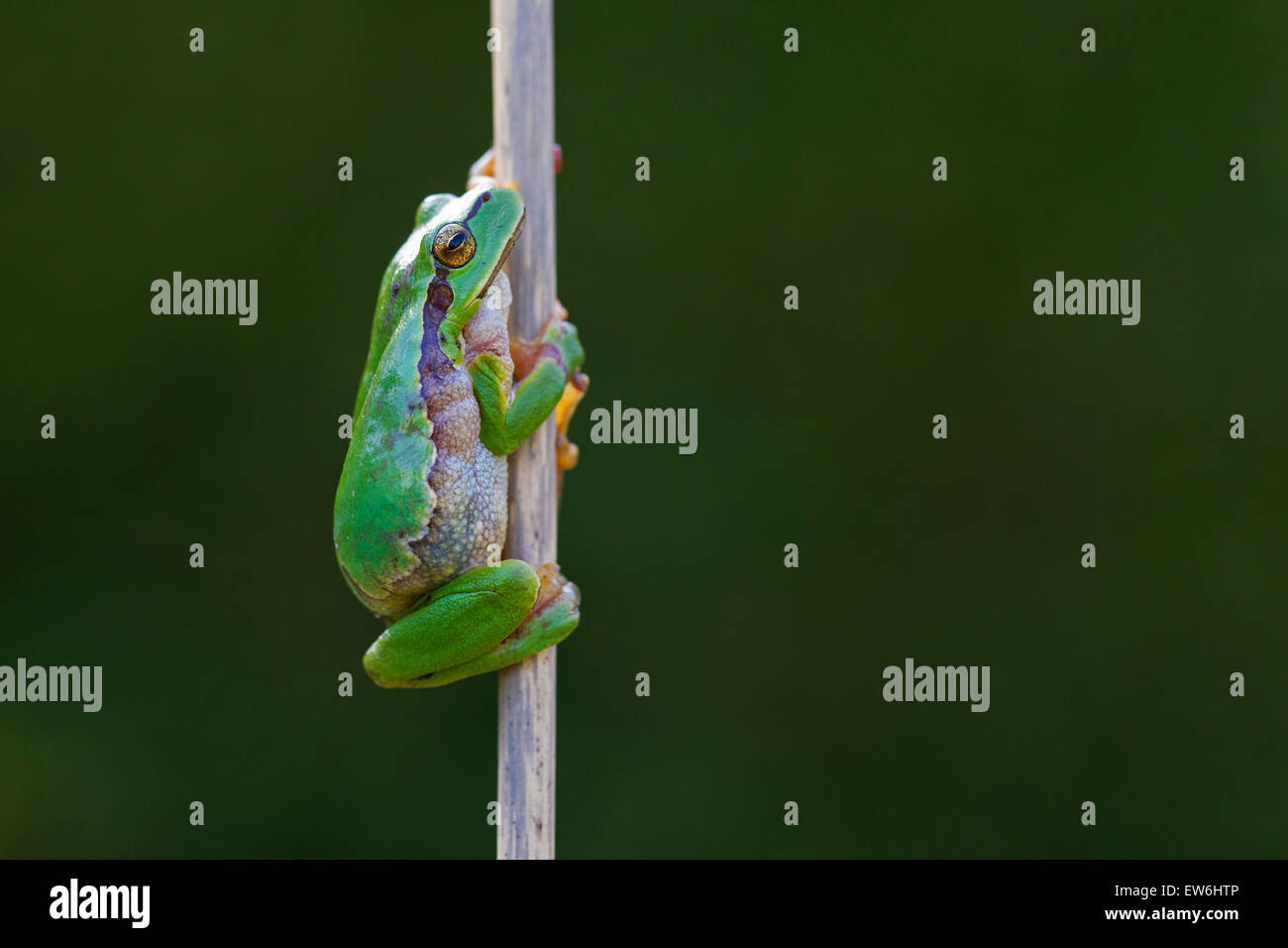 European tree frog (Hyla arborea / Rana arborea) climbing reed stem in ...