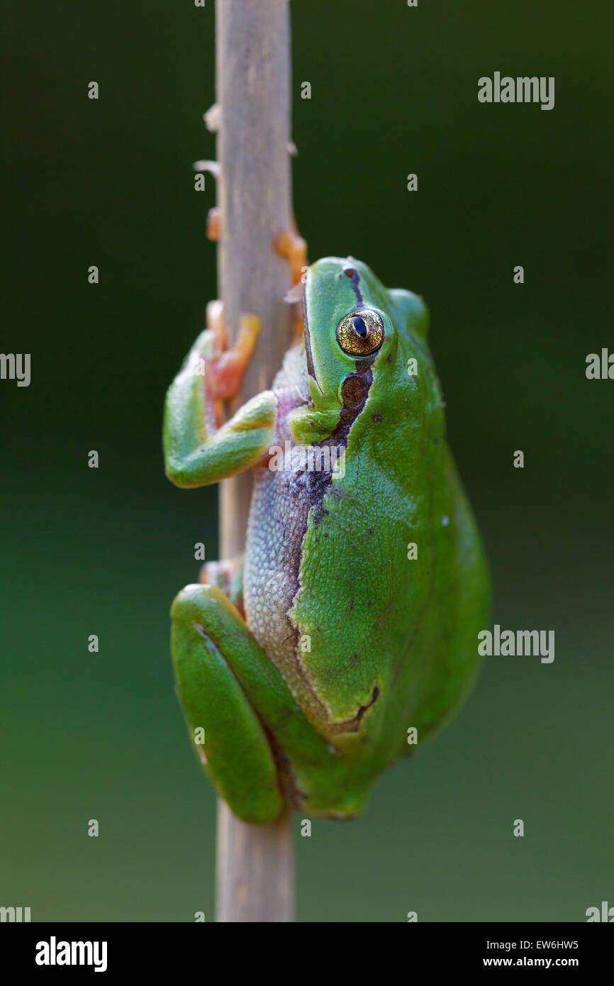 European tree frog (Hyla arborea / Rana arborea) climbing reed stem in ...