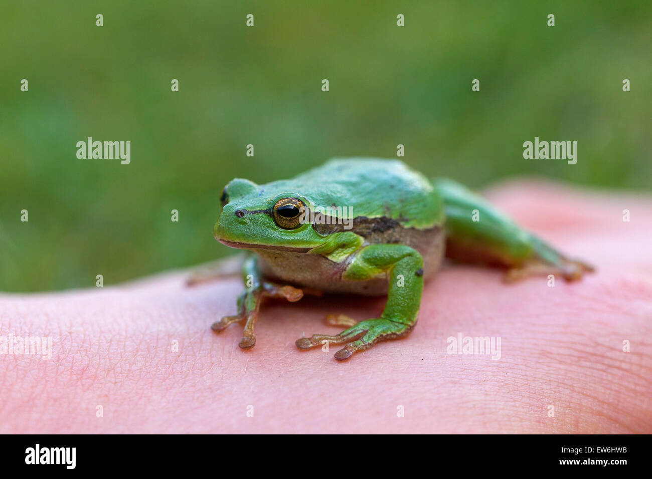 European tree frog (Hyla arborea / Rana arborea) resting on hand Stock ...