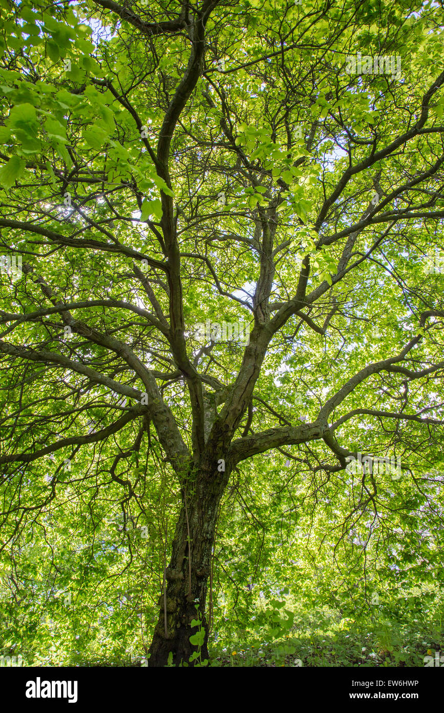 Green leaf cover hi-res stock photography and images - Alamy