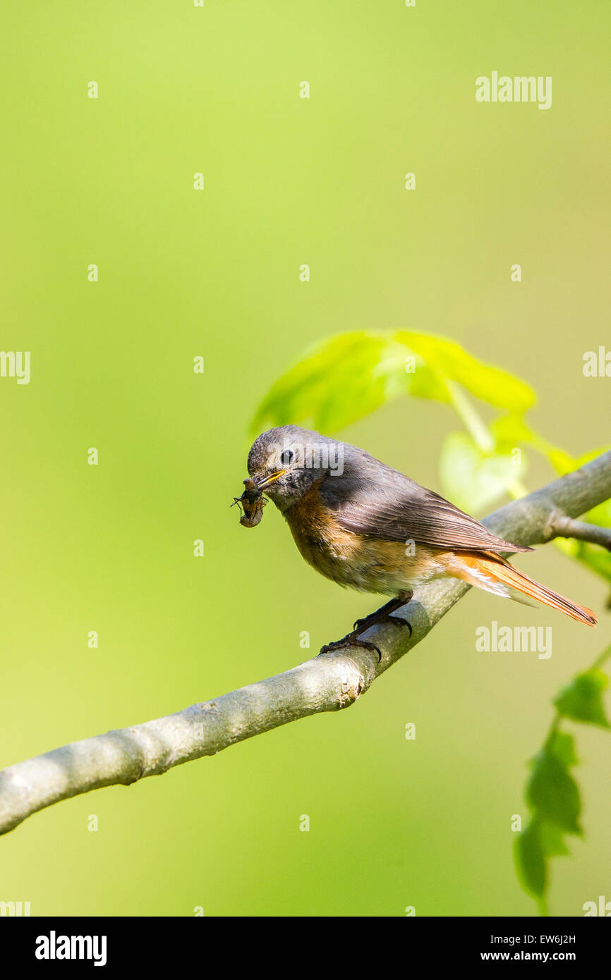 A female redstart is ferrying food to her young Stock Photo - Alamy