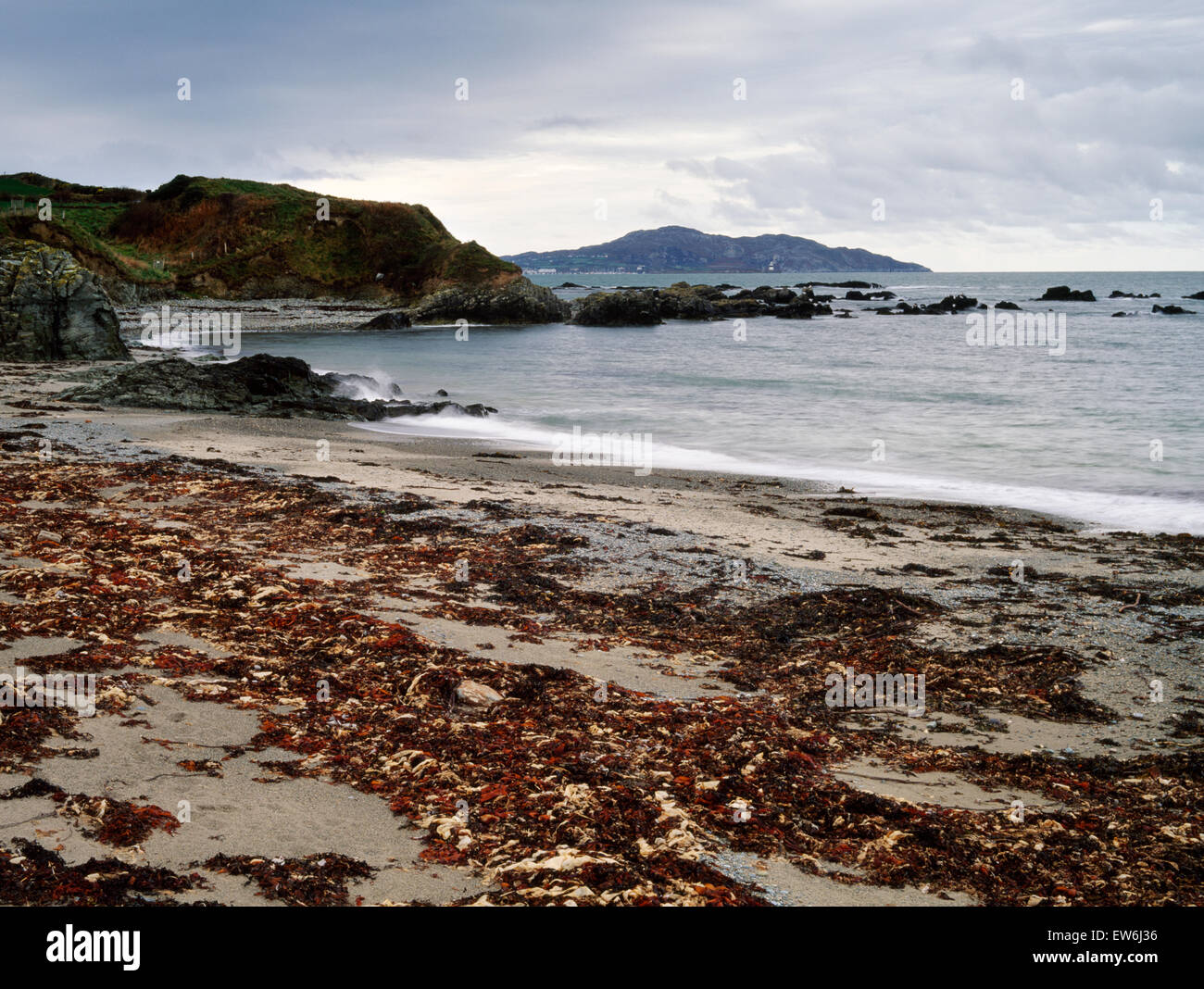 Trefadog hi-res stock photography and images - Alamy