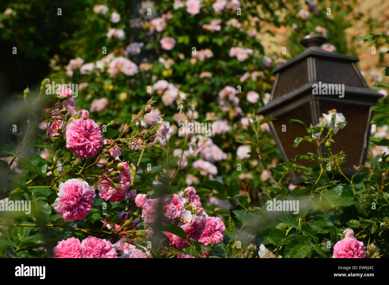 Roses in provence in june hi-res stock photography and images - Alamy