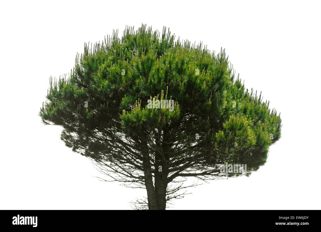 Stone pine, Pinus Pinea, isolated on white background Stock Photo - Alamy