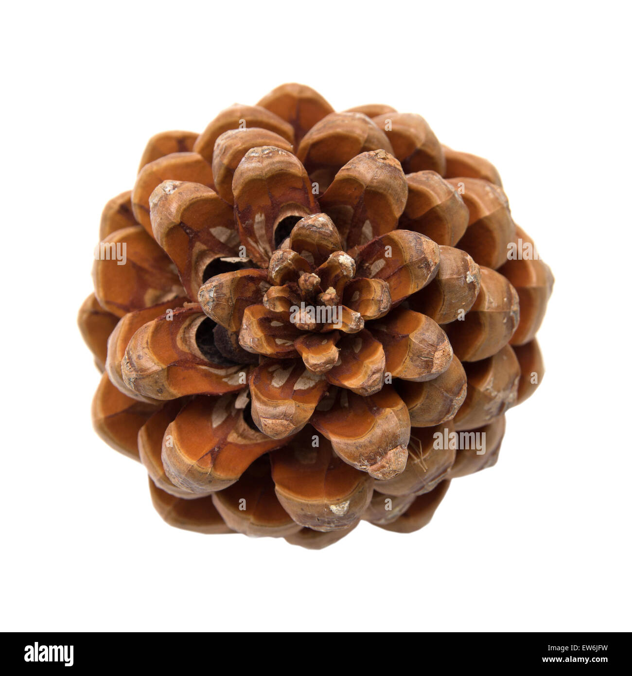 Pinoli pinus pinea hi-res stock photography and images - Alamy