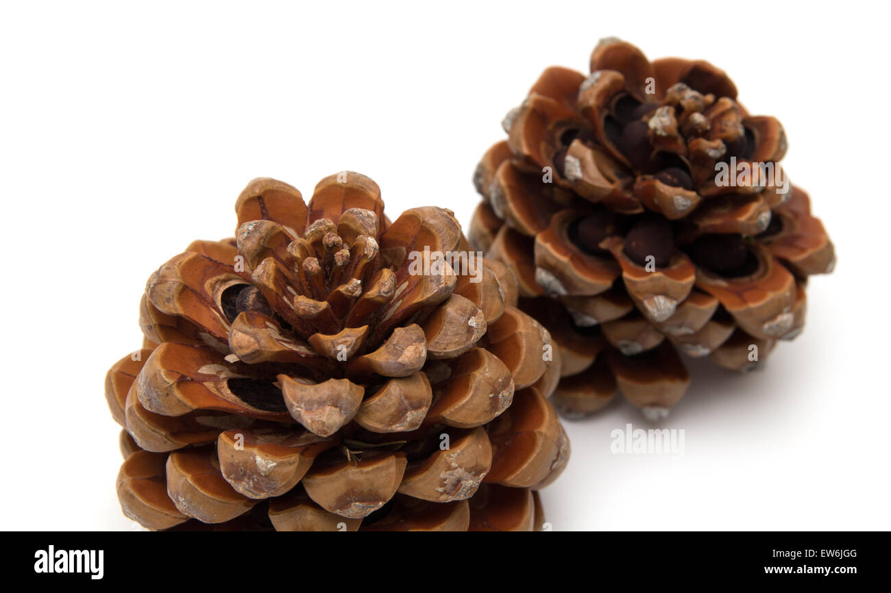 cone of stone pine, Pinus pinea, with some of the nuts still in ...