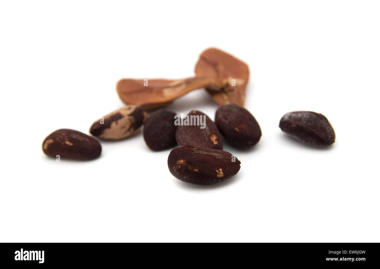 nuts of a Stone pine, Pinus Pinea, isolated on white background Stock ...