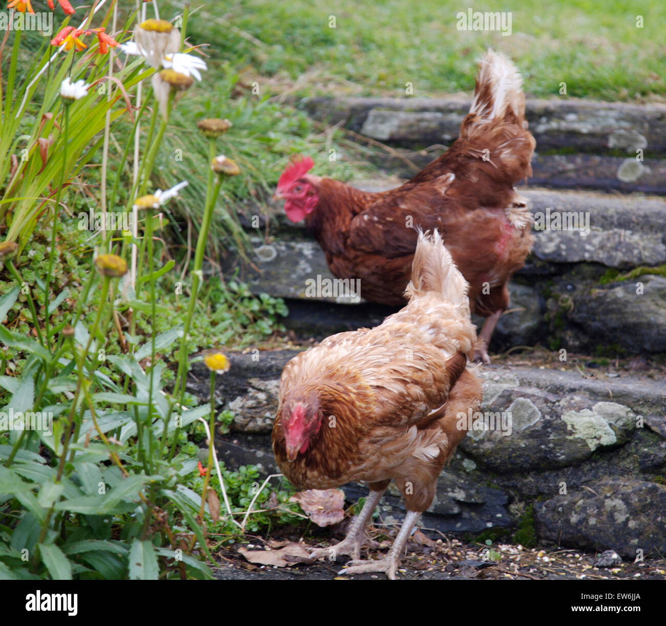 Two garden birds hi-res stock photography and images - Alamy